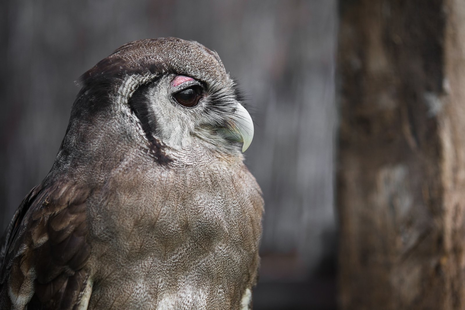 Baytree Owl and Wildlife Centre - iVisit