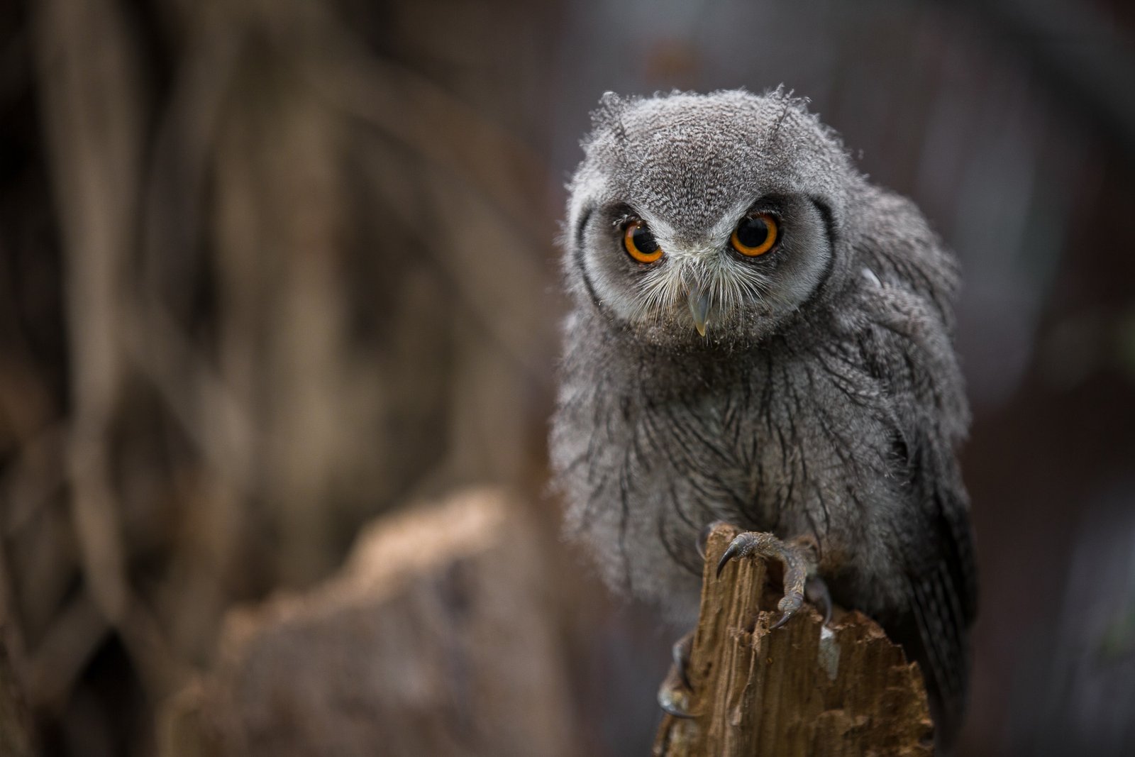 Baytree Owl and Wildlife Centre - iVisit