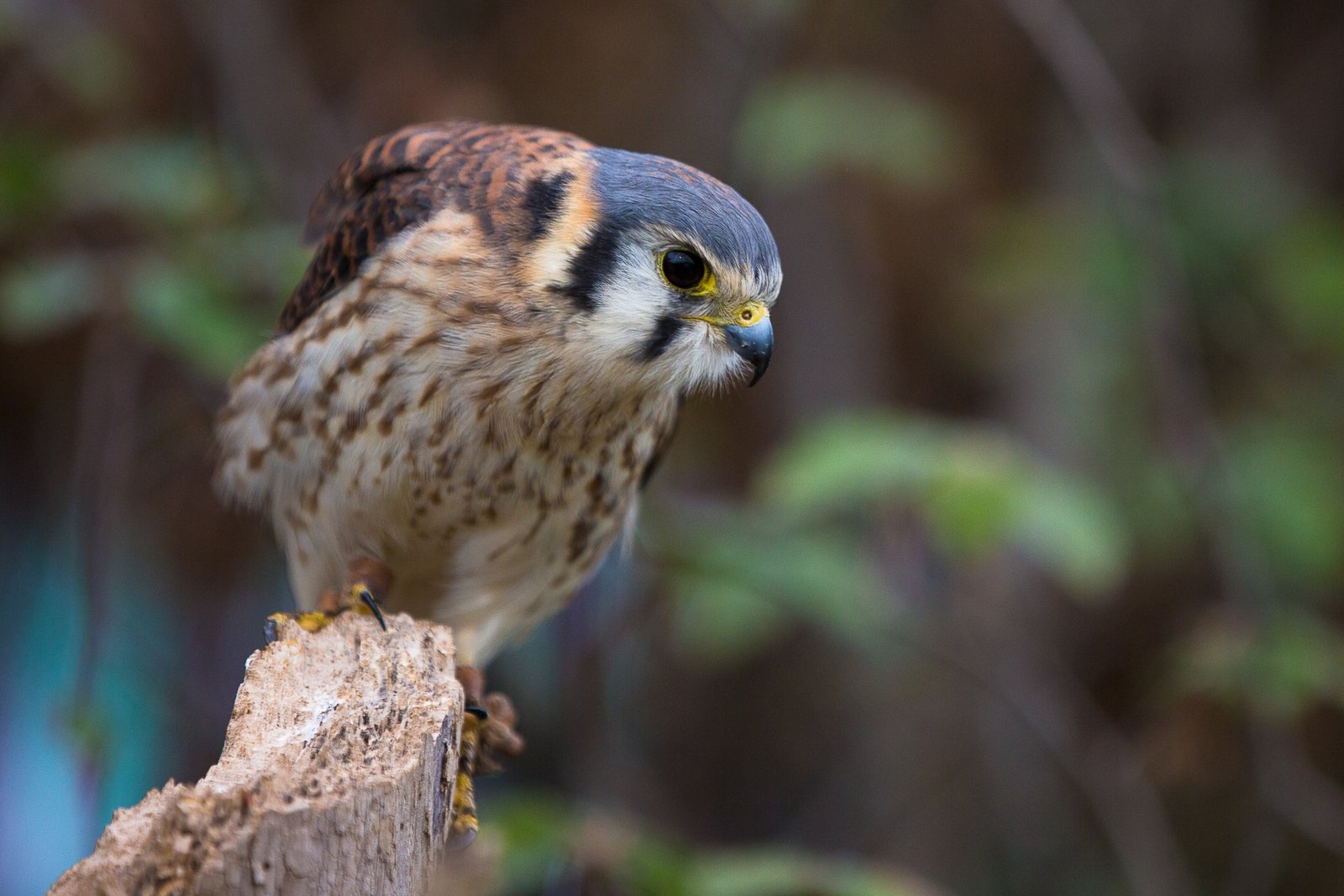 Baytree Owl and Wildlife Centre - iVisit